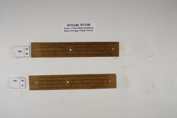 Sunari Putih - Palm Leaf Wiki