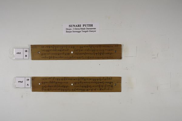 Sunari Putih - Palm Leaf Wiki