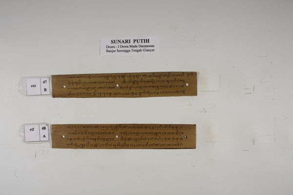 Sunari Putih - Palm Leaf Wiki